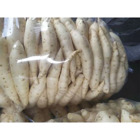 มันขาวคุริมัน ญี่ปุ่นปลูกในไทย Shopee Thailand