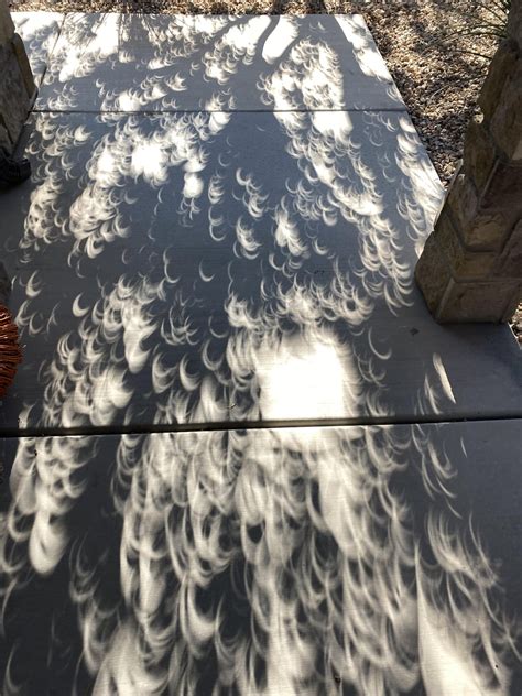 The Partial Eclipse Shadow Through My Trees St George R Utah