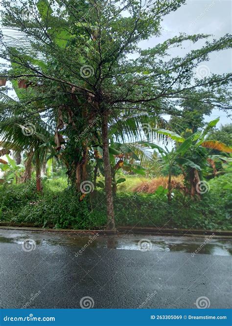 Green Trees Can Reduce Pollution Stock Image Image Of Reduce Trees 263305069