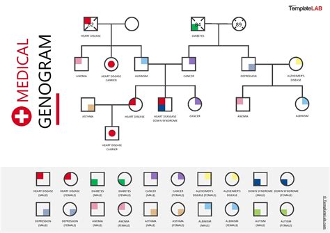 Genogram Template Powerpoint Bmquest