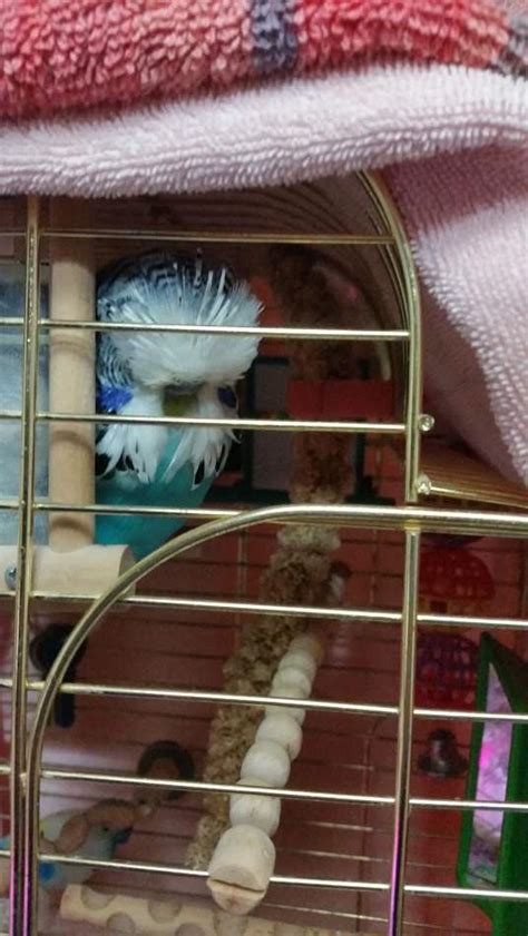 The Cage Cant Contain The Fluff Meet Dicky Rpartyparrot