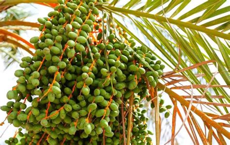 How To Grow Dates From Seeds Slick Garden