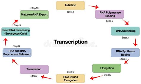 Scientific Illustration Of Transcription Step By Step Flowchart On