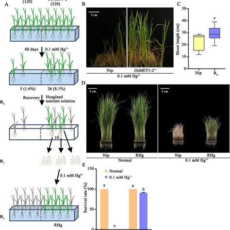 Phenotypes Of Nip And Rhg Under Hg Stress A The Workflow Of Selected