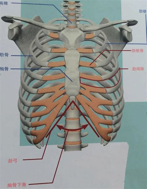 自查你的肋骨有外翻吗该如何自我纠正 知乎