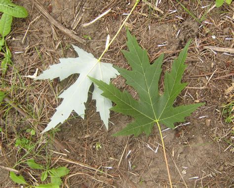 Silver Maple The Arboretum