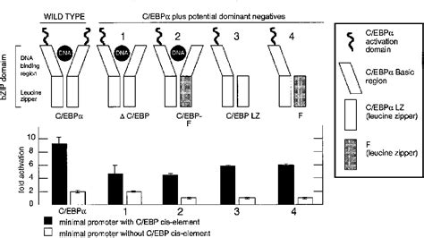 figure 1 from design of a c ebp specific dominant negative bzip