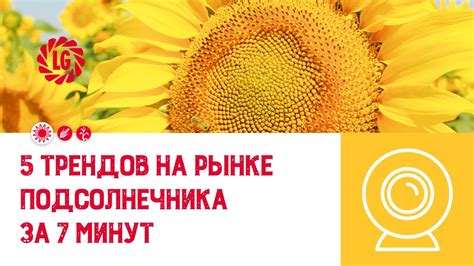 🌻5 трендов на рынке подсолнечника за 7 минут Российское растениеводство Весна 2024 Youtube