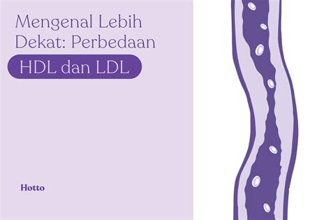 Perbedaan HDL Dan LDL Cara Menjaga Kolesterol Normal