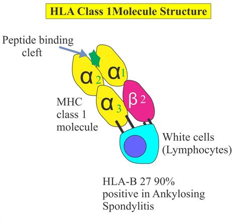 Hla B27 Antigen Flow Cytometry At Candida Weekley Blog