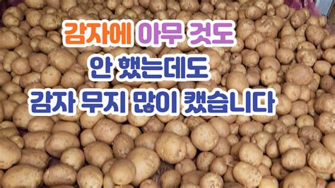 감자캐기 감자에 약 추비 등 아무것도 주지 않았는데도 감자 농사 잘 되었네요 Youtube