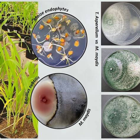 Isolation Of Endophytes From Maize Grains Maize Seeds Were Externally Download Scientific