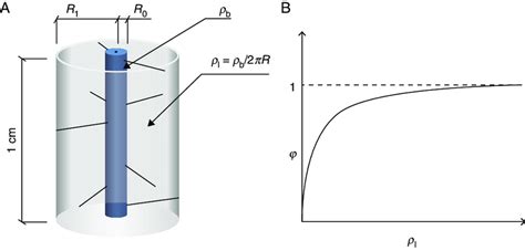 A Geometrical Representation And Parameterization Of The Root Hair