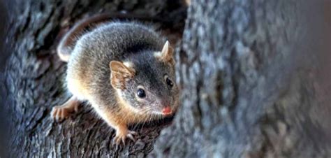 चूहों की वो प्रजाति जिसके नर 2 3 हफ्ते लगातार संबंध बनाकर देते हैं जान शव खा जाती है मादा