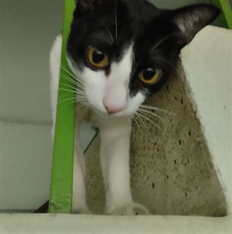 กรรมที่ทำให้ไปเกิดเป็นเปรตนั้นโดยมากเป็นบาปที่เกิดจากความโลภ เช่น ถือเอาของที่เจ้าของเขาไม่ได้