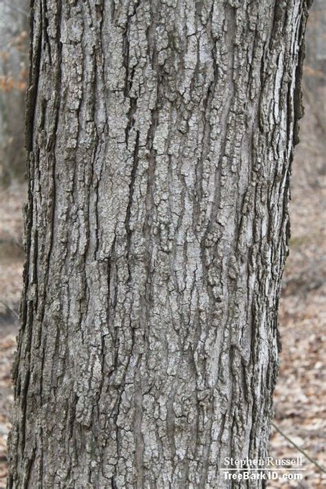 Sugar Maple Bark Identification