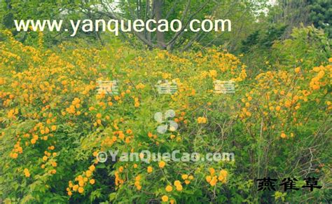 重瓣棣棠花 植物百科 植物文化 燕雀草 yanquecao