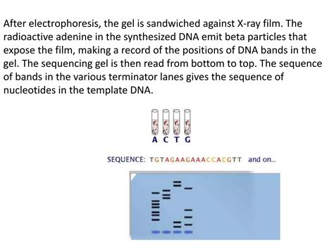 Dna Sequencing Sangers Method Pptx Chemistry Science