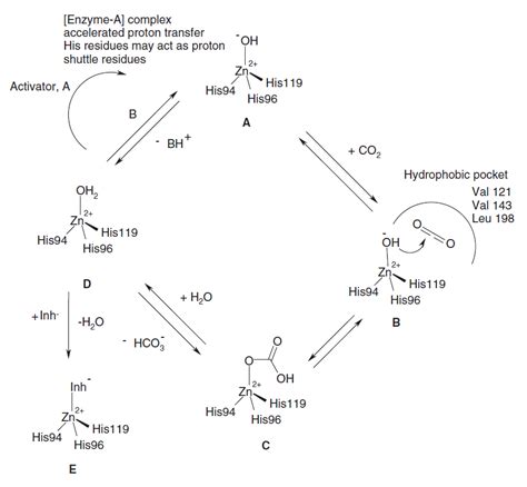 Carbonic Anhydrase Creative Enzymes