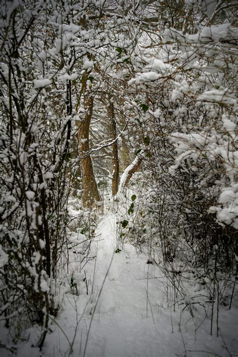 나무가 많은 눈 덮인 숲을 통과하는 길 사진 Unsplash의 무료 자연 이미지