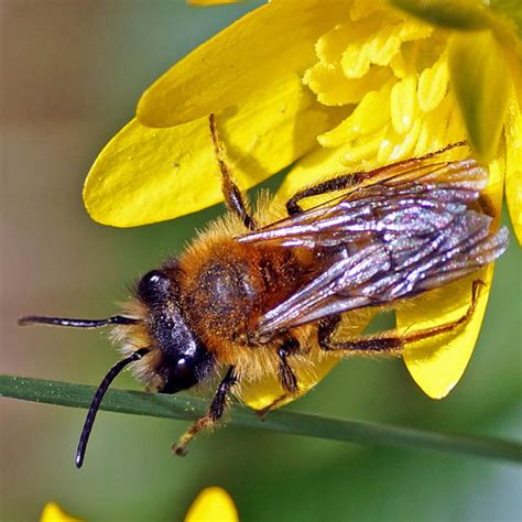 Er det også en A. fulva? - Naturbasen