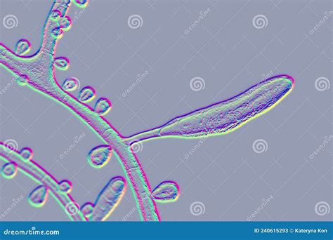 Trichophyton Rubrum Close Up Of Fungi With Fertile Hyphae Macroconidia And Microconidia Vector