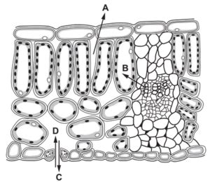 IGCSE Biology 0610 3 1 Diffusion IGCSE Style Questions Paper 2