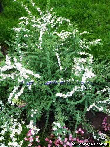 Спирея мелколистная ~ Spiraea microphylla — Садовые неприхотливые ...