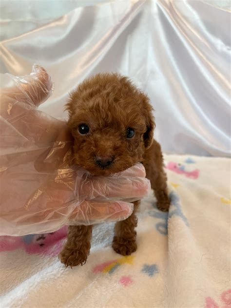 싸개싸개 무료강아지분양사이트