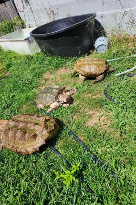 How To Determine Snapping Turtle Gender The Turtle Hub