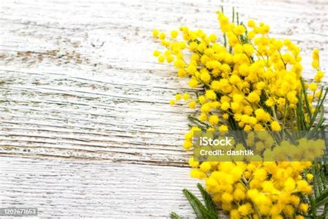 카피 스페이스와 흰색 나무 배경에 노란색 봄 꽃 미모사의 가지 0명에 대한 스톡 사진 및 기타 이미지 0명 3월 8