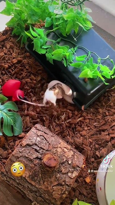 Pie Bald Ball Python Eating A Mouse Shorts Ballpython Youtube Pie Bald Ball Python Eating A Mouse Shorts Ballpython Youtube