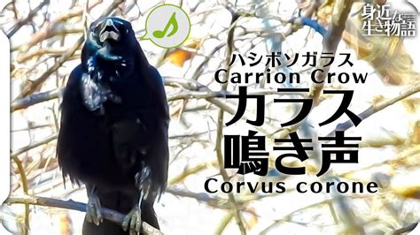 鳥の鳴き声カラスの鳴き声01ハシボソガラスの鳴き声01地鳴き Carrion Crow Corvus coronewild