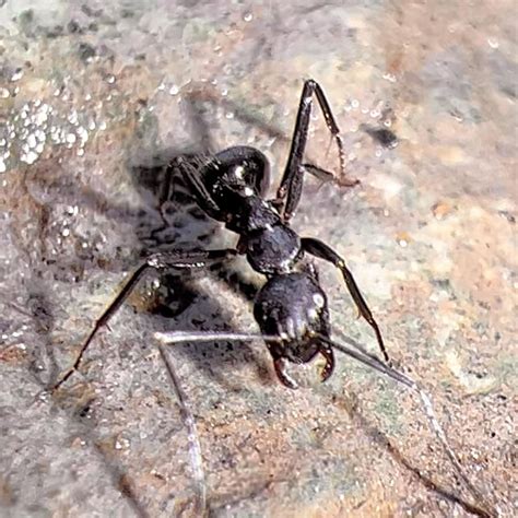 I Hope A Dump Of Some Of My Bug Photos Is Okay Some Might Be Grainy Bc Reddits Compression