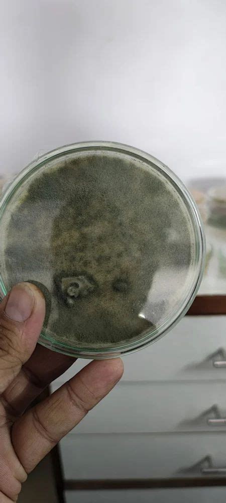 Arthrobotrys Oligospora Fungus 1 Kg At ₹ 600 Kg In Ahmedabad Id 2854906942930