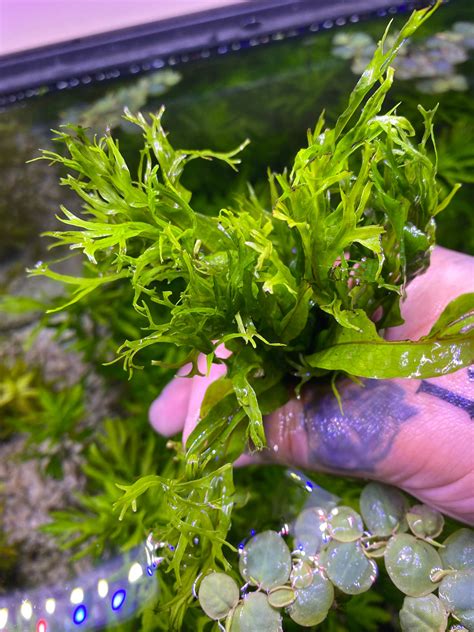 Java Fern Windelov Aqua Planteria
