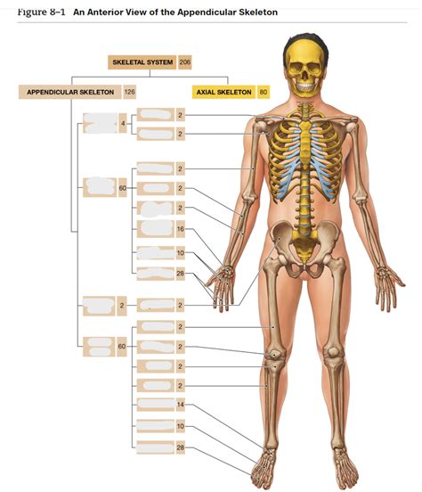 Anterior View Of Appendicular Skeleton Diagram Quizlet