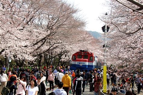 30일 진해 경화역 벚꽃 오마이포토