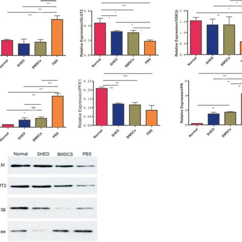 Quantitative Real Time Pcr Analysis And Western Blotting Of The Liver
