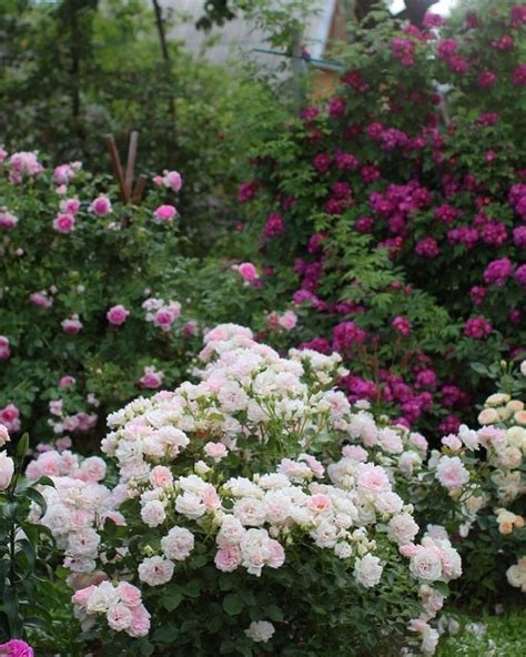 Прекрасная композиция Оцените 😉😍 идеидлядачи дача дом загородныйдом