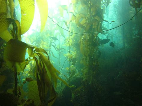Kelp Forest From My First Dive At Catalina Island Rscuba