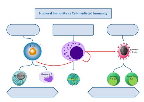 Cell Mediated Vs Humoral Response Graphic Organizer Edrawmax