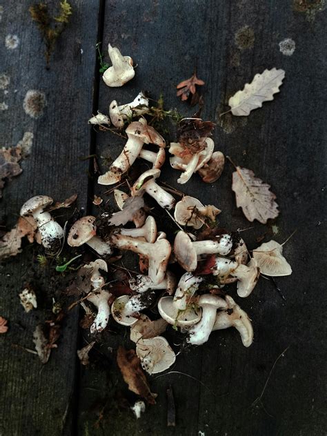 Fungus Texture Photos Download The Best Free Fungus Texture Stock