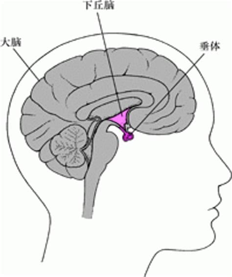 垂体概述 垂体概述 《默沙东诊疗手册大众版》