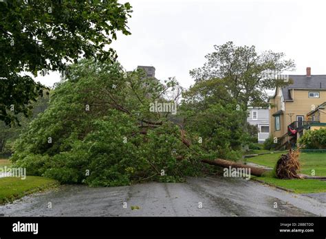 A Large Tree Fallen Across A Road The Road Is Completely Blocked The Tree Fell Due To High
