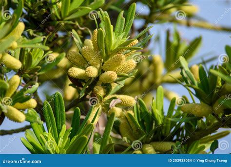 The Fruit Of Podocarpus Macrophyllus Yew Plum Pine Buddhist Pine And Fern Pine In Sochi Park