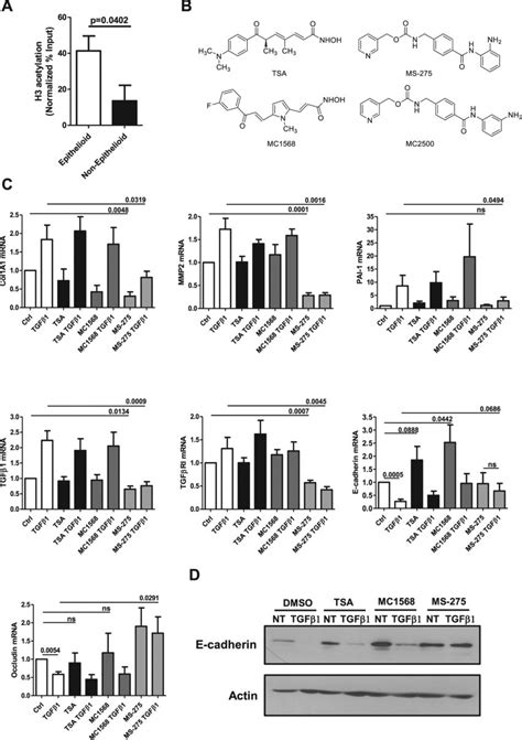 Effect Of Class I And Class Ii Hdac Inhibition On Epithelial And