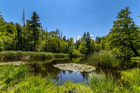 Libellen Am Gerzensee 2014 Flickr