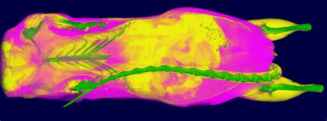 Anatomical Bases Of Mouse Multimodal Imaging Course Registration Closed Czech Centre For