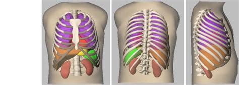 Organs Under Left Rib Cage